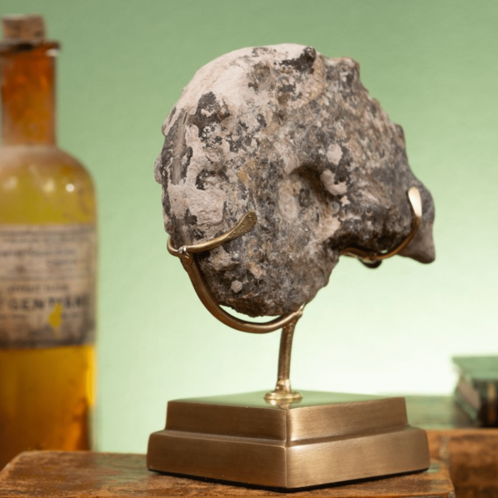 Goniatite on Brass Base – Sutherland Interiors